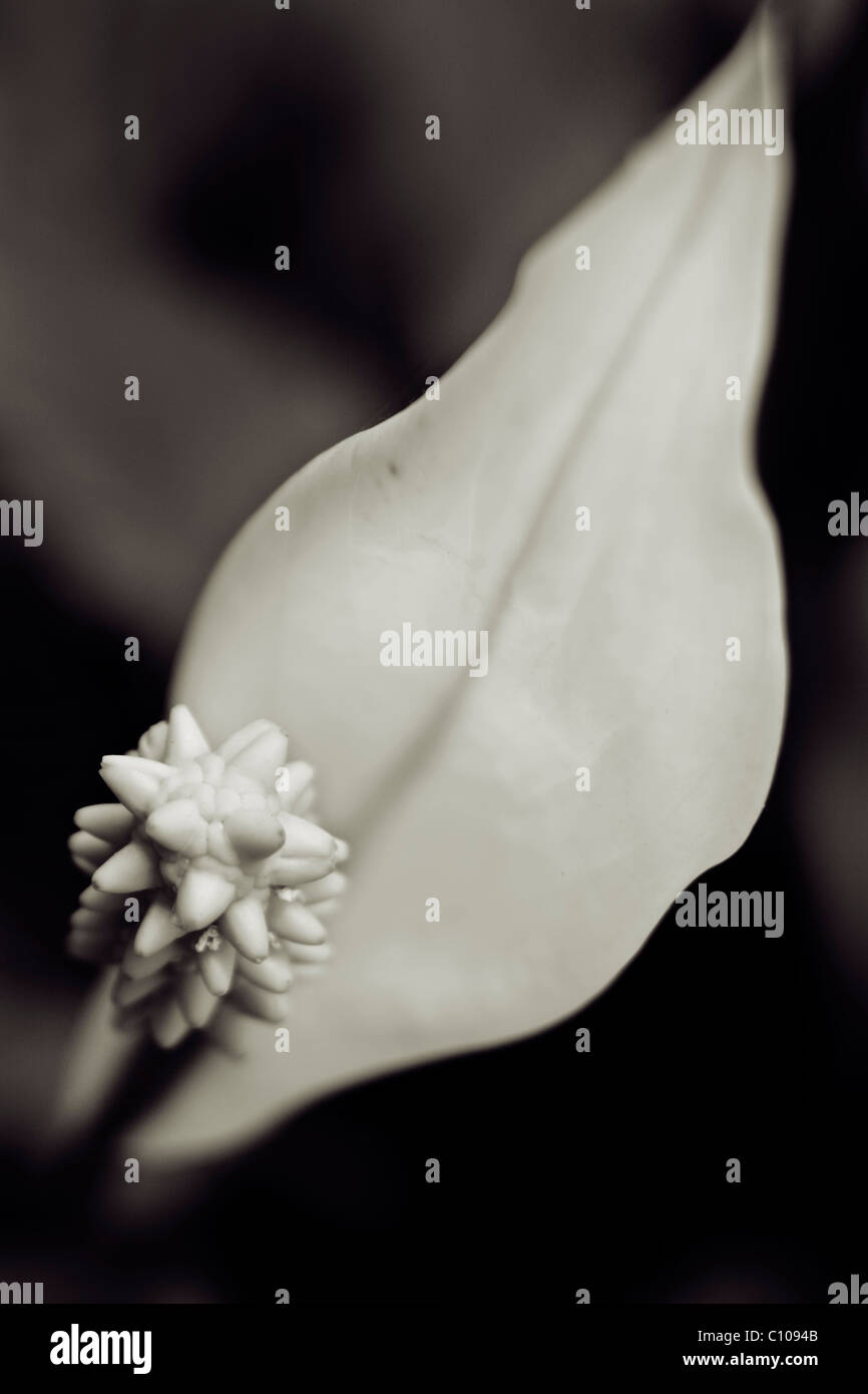 Anthère de fleur de lys Banque de photographies et d’images à haute ...