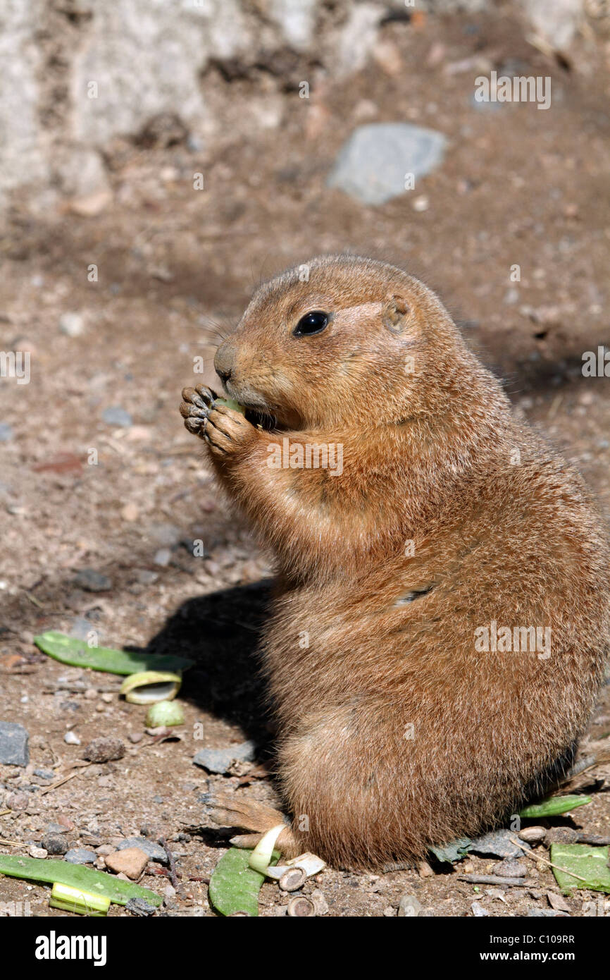 Chiens de prairie en train de manger Banque de photographies et d’images à haute résolution - Alamy