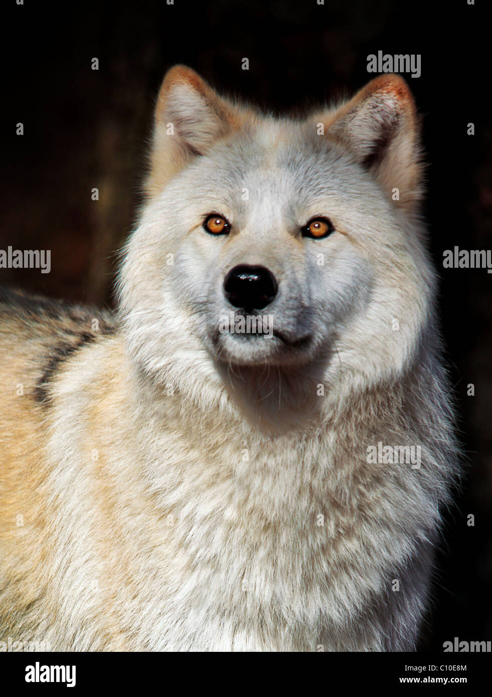 Un loup blanc Banque de photographies et d’images à haute résolution ...