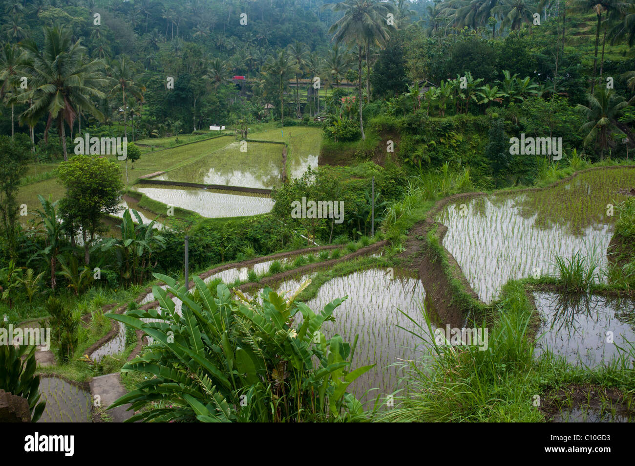 Rizier bali Banque de photographies et d’images à haute résolution - Alamy