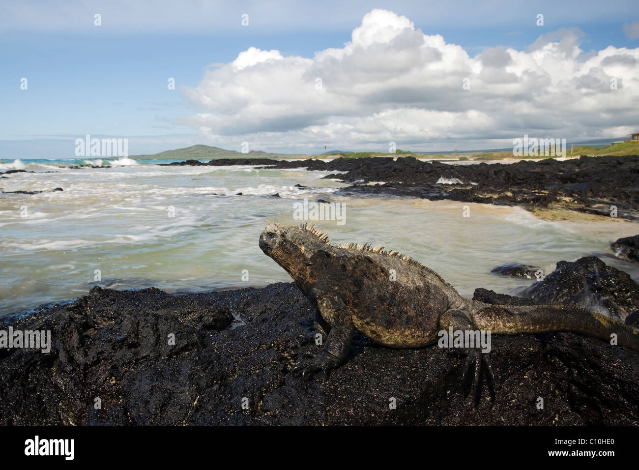 Iguanes marins amblyrhynchus cristatus sur des rochers Banque de ...
