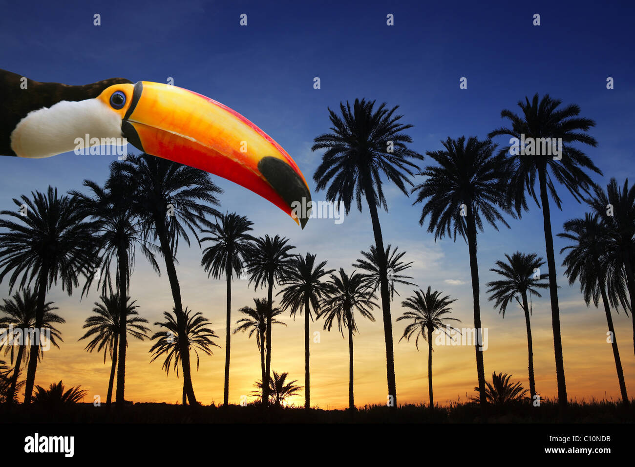 Toco Toucan oiseau du Brésil en palmier tropical sunset sky Photo Stock ...