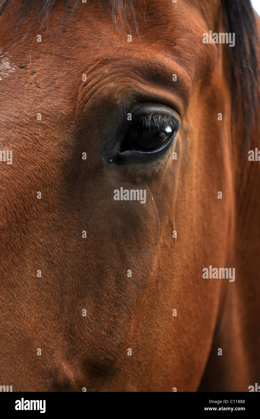 Visage de cheval Banque de photographies et d’images à haute résolution ...