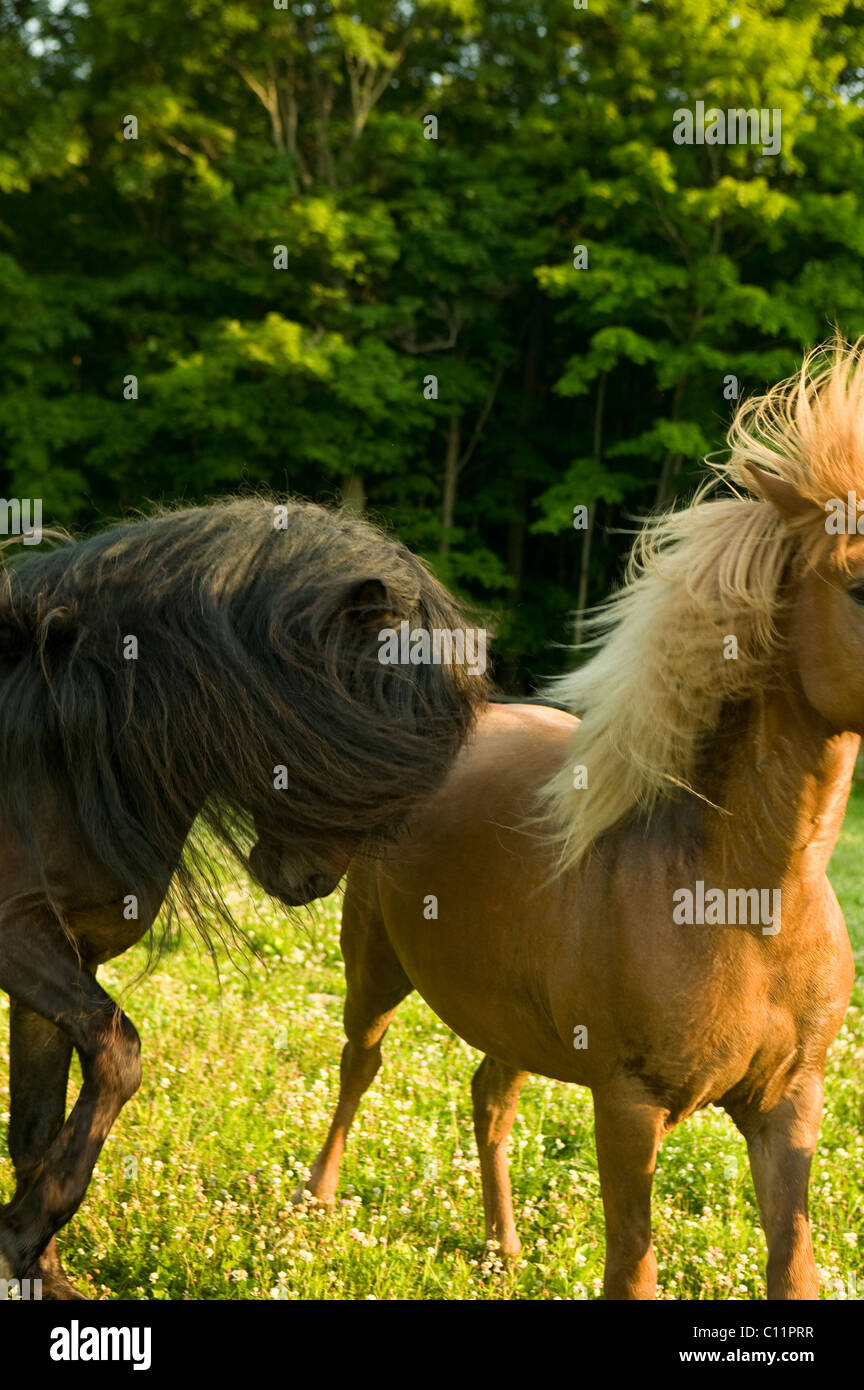 Jument Accouplement Banque d'image et photos - Alamy