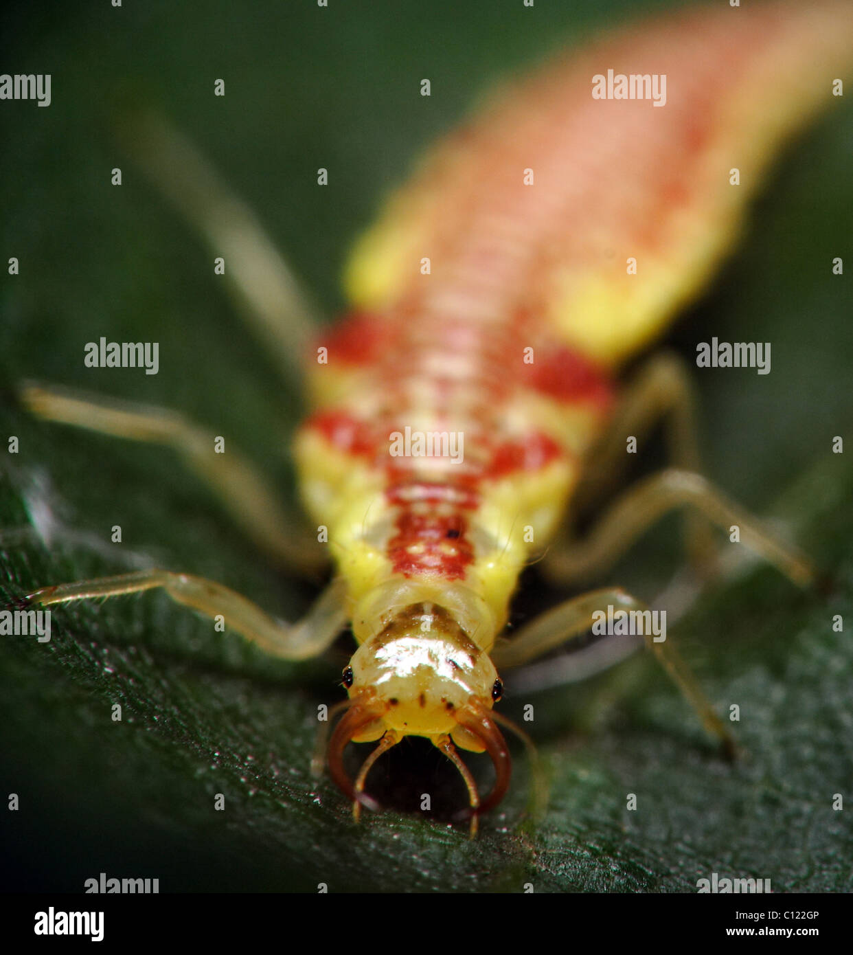 Jambes de tueur Banque de photographies et d’images à haute résolution ...