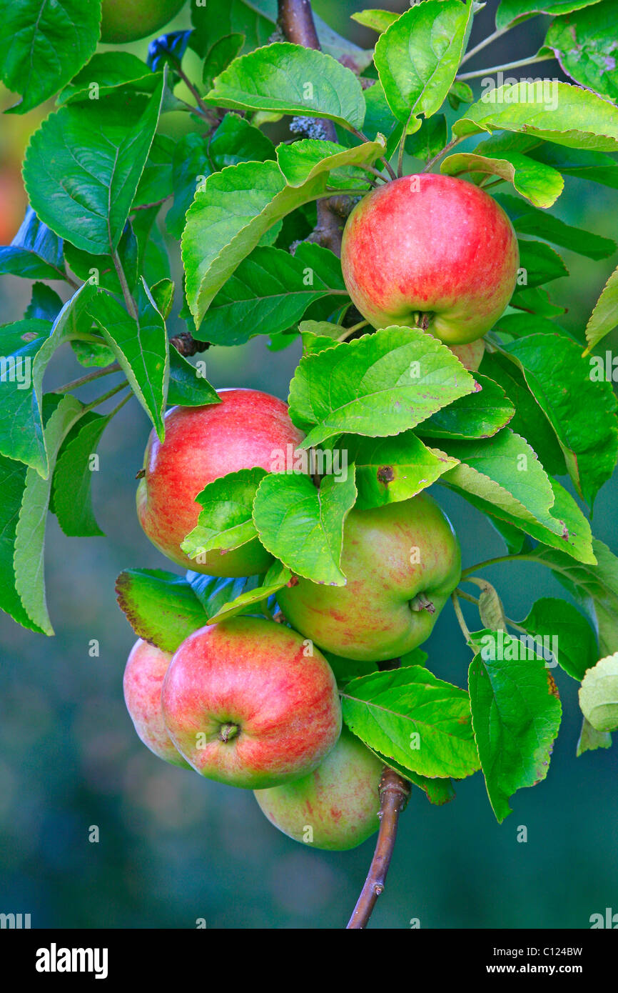 Fruit rouge dans un arbre Banque de photographies et d’images à haute ...