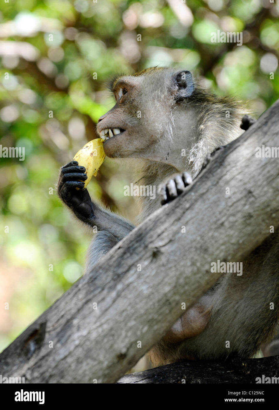 Singe mangeant des bananes Banque de photographies et d’images à haute ...