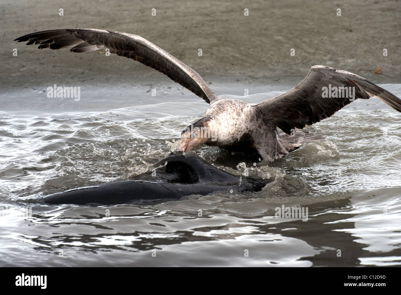 Petrel eating Banque de photographies et d’images à haute résolution ...
