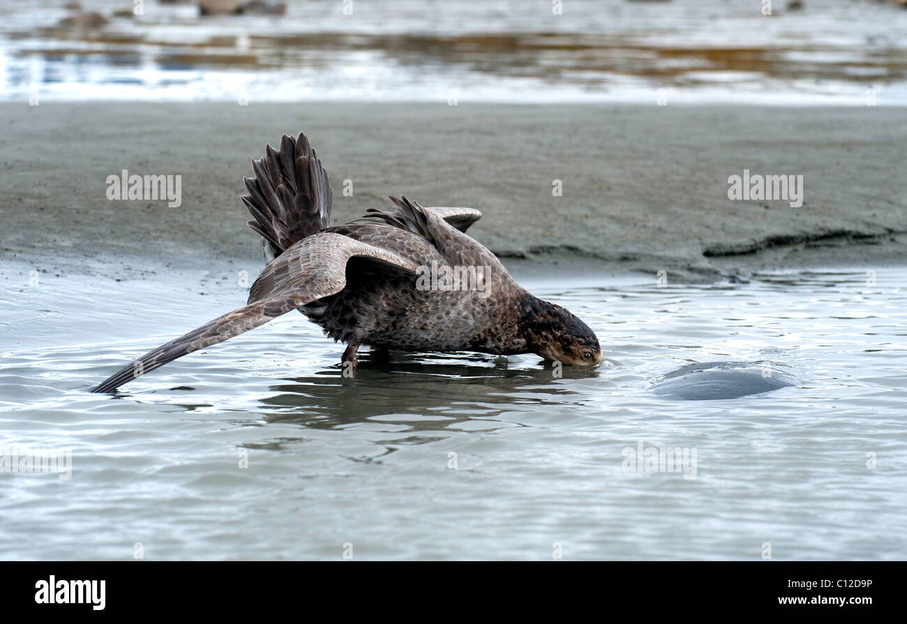Petrel eating Banque de photographies et d’images à haute résolution ...