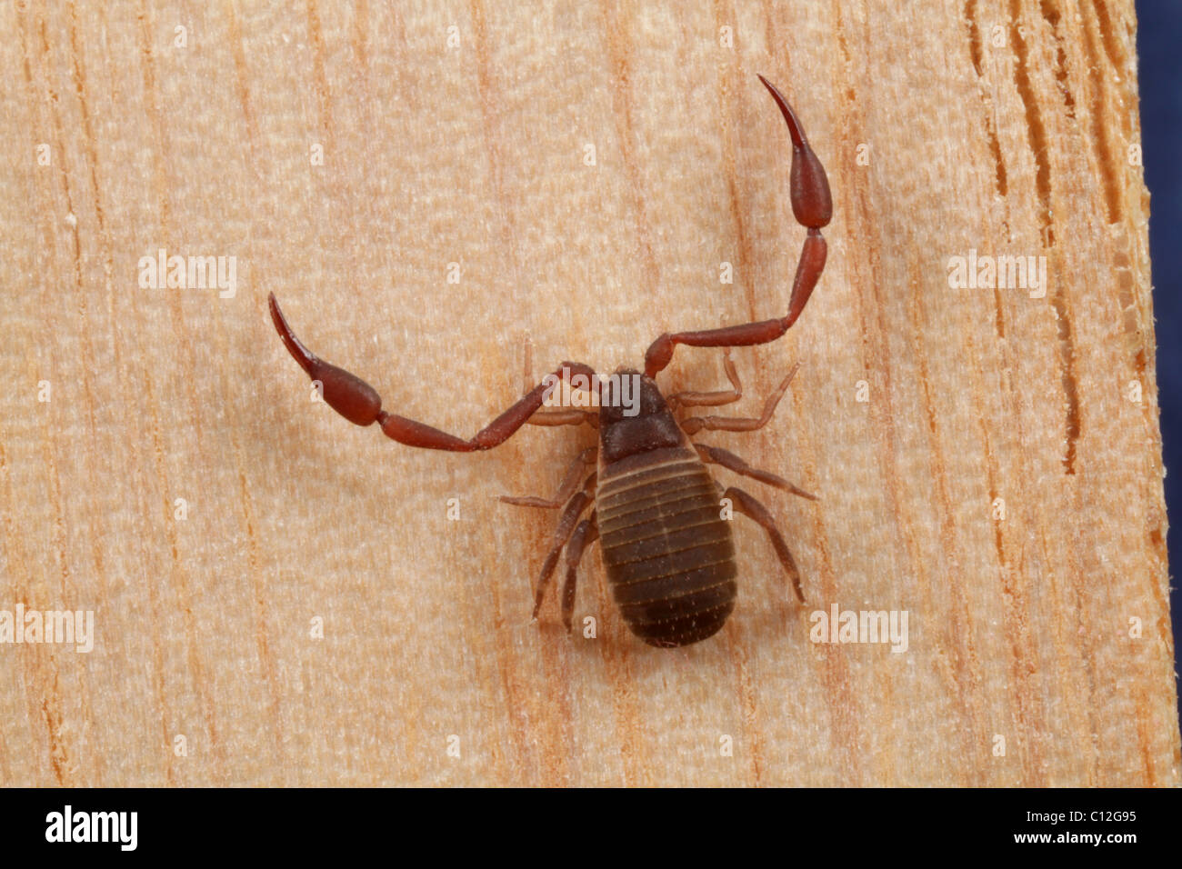 La photo en gros plan d'un pseudoscorpion, chelifer avaient sp Photo ...