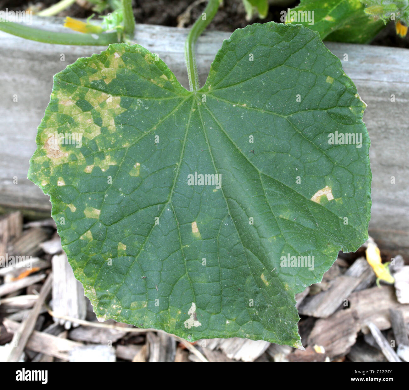Feuille d'un concombre infecté par un virus de la mosaïque Photo Stock ...