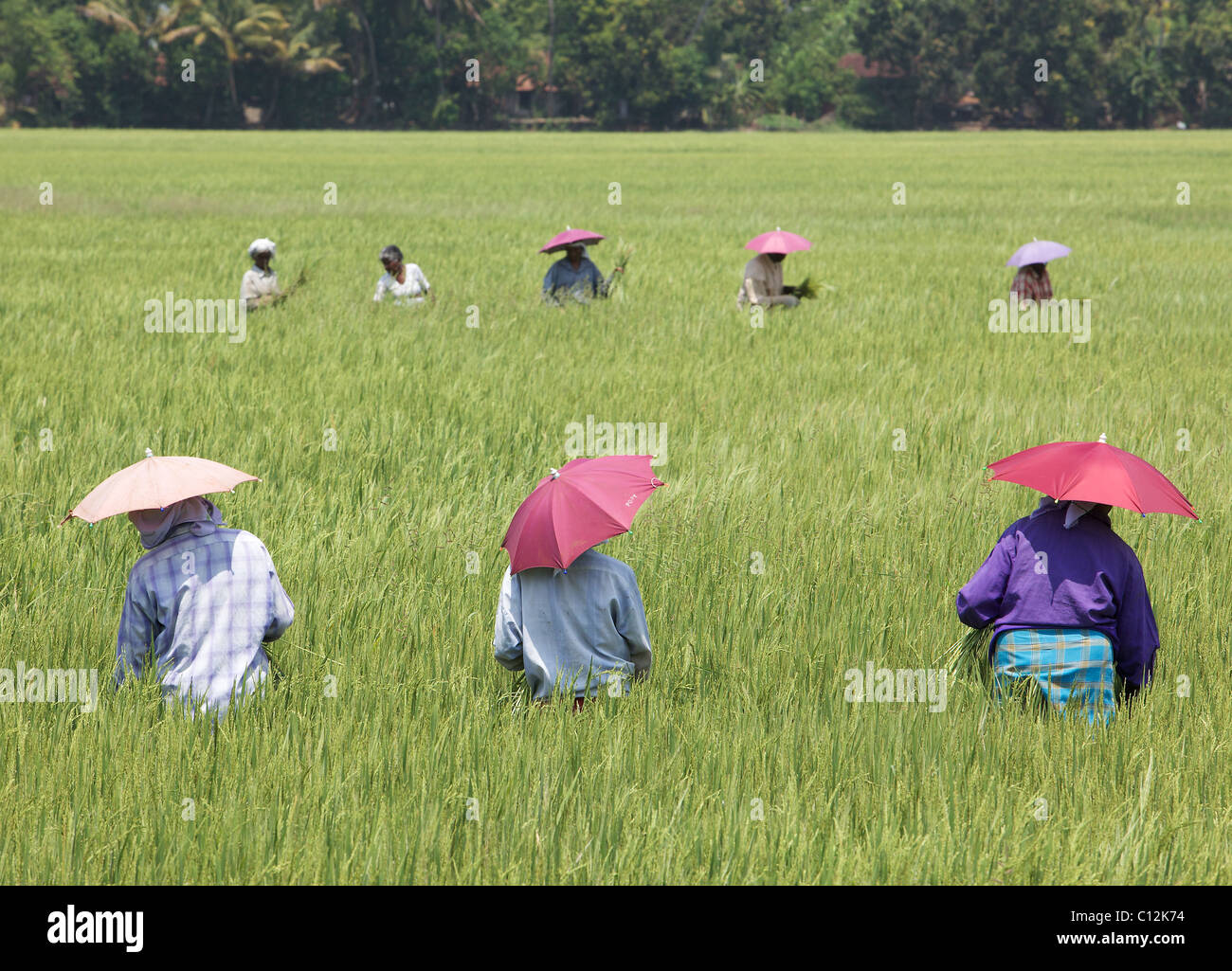 Riziculture kerala Banque de photographies et d’images à haute ...