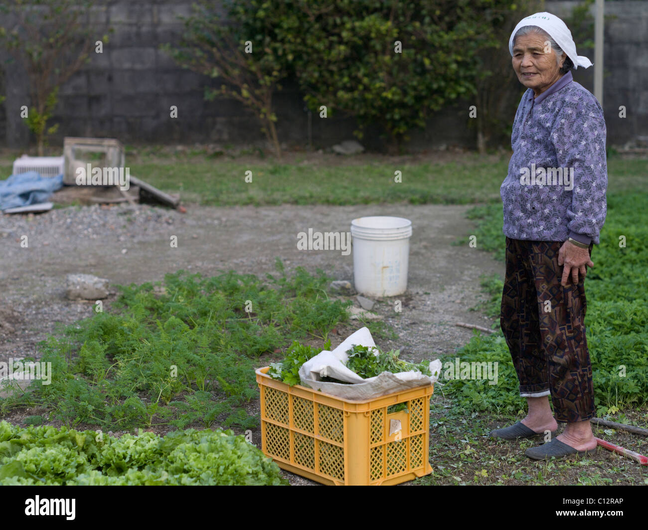 92 ans femme Okinawan Kiku-san à la culture de légumes dans son jardin ...