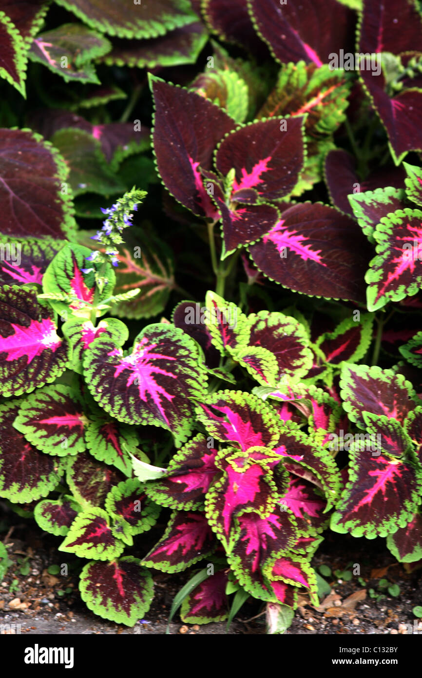 Coleus red plant Banque de photographies et d’images à haute résolution ...