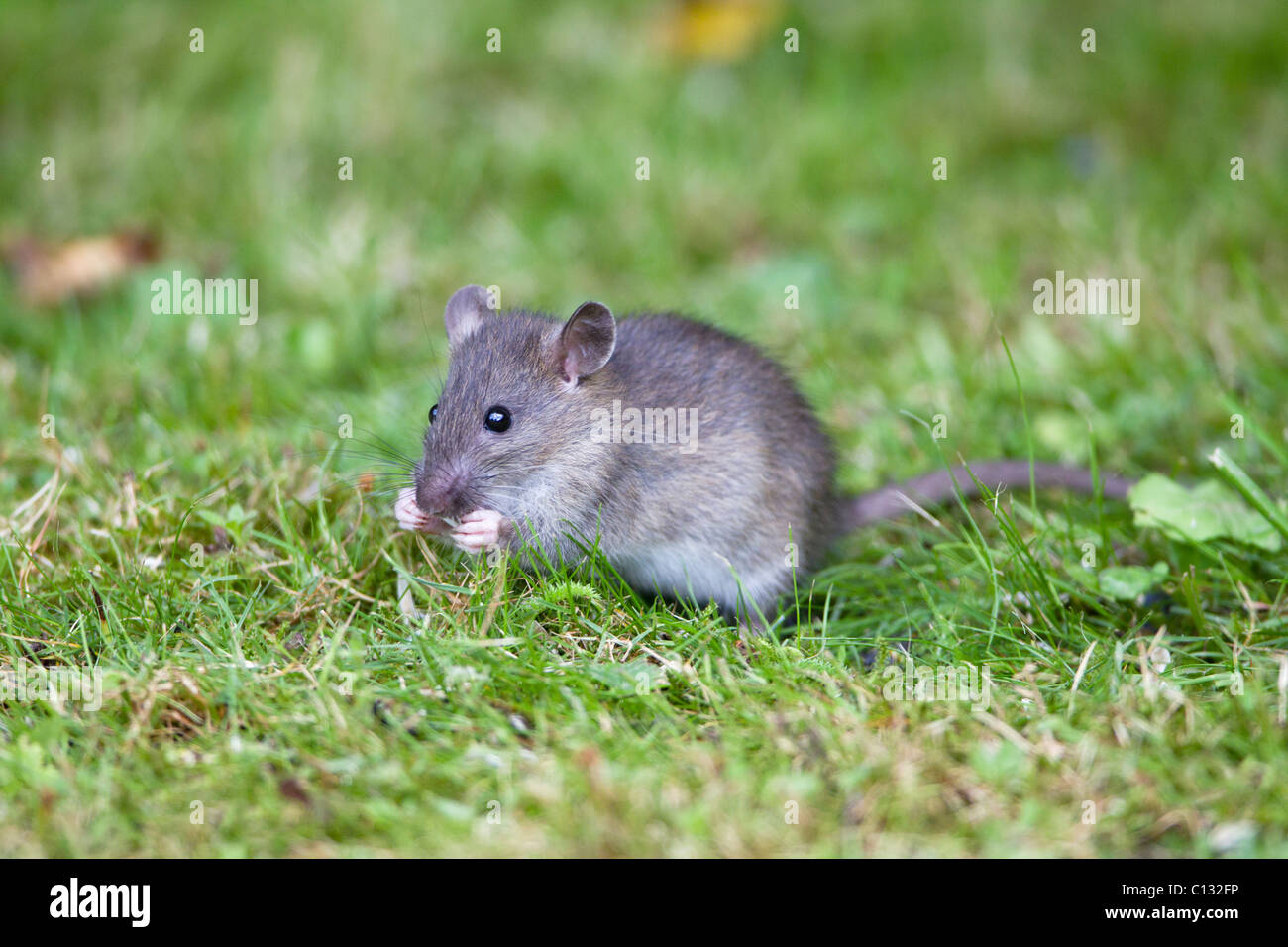 Rat surmulot (Rattus norvegicus), bébé l'alimentation des animaux sur ...