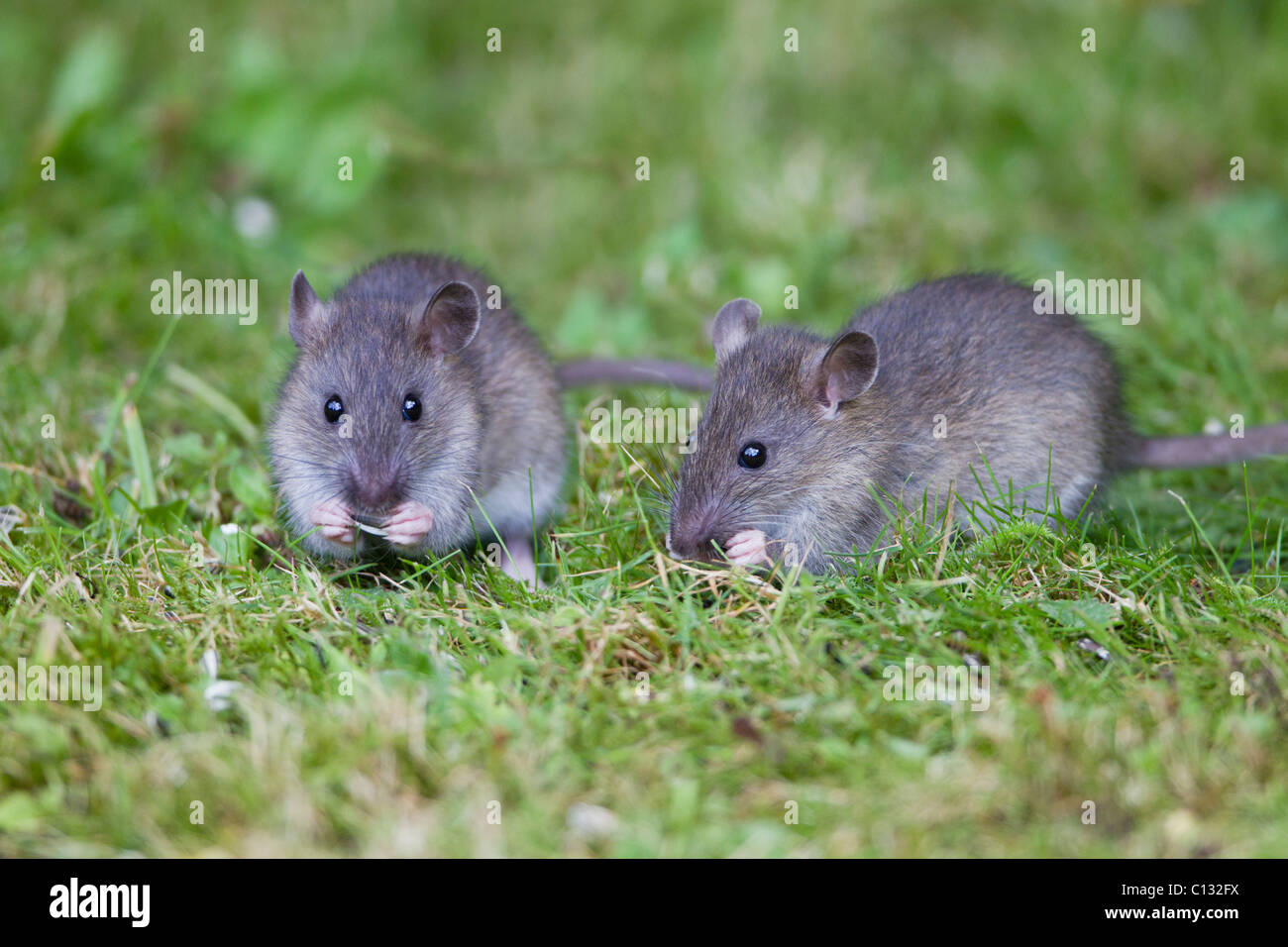 Rat baby Banque de photographies et d’images à haute résolution - Alamy