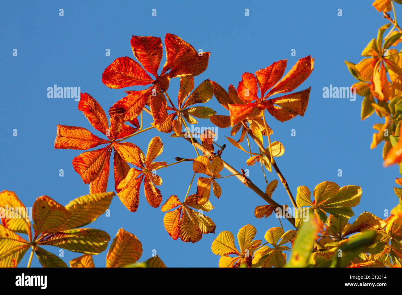Feuille de marronnier d'automne Banque de photographies et d’images à ...