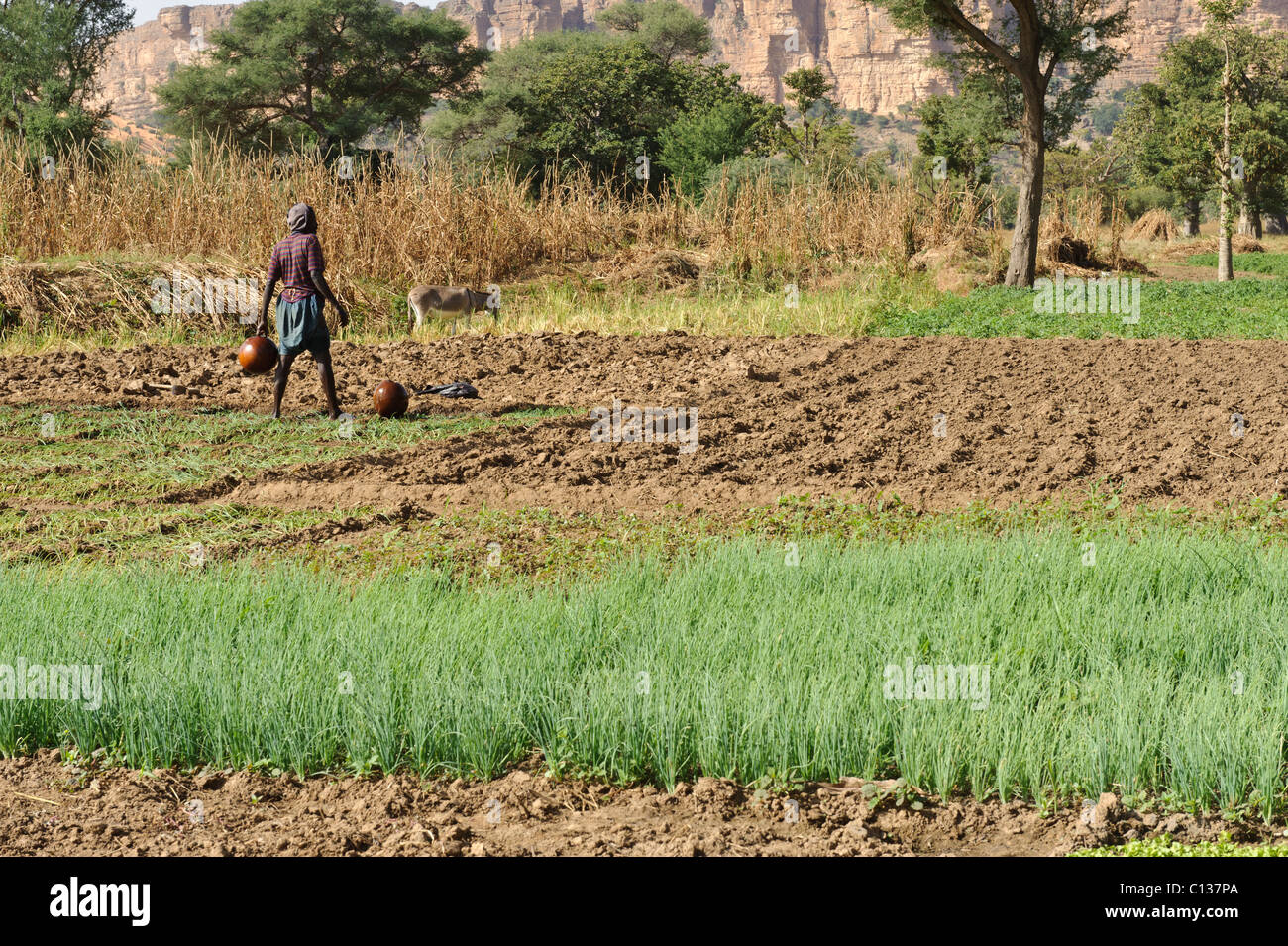 Agriculture mali afrique Banque de photographies et d’images à haute ...