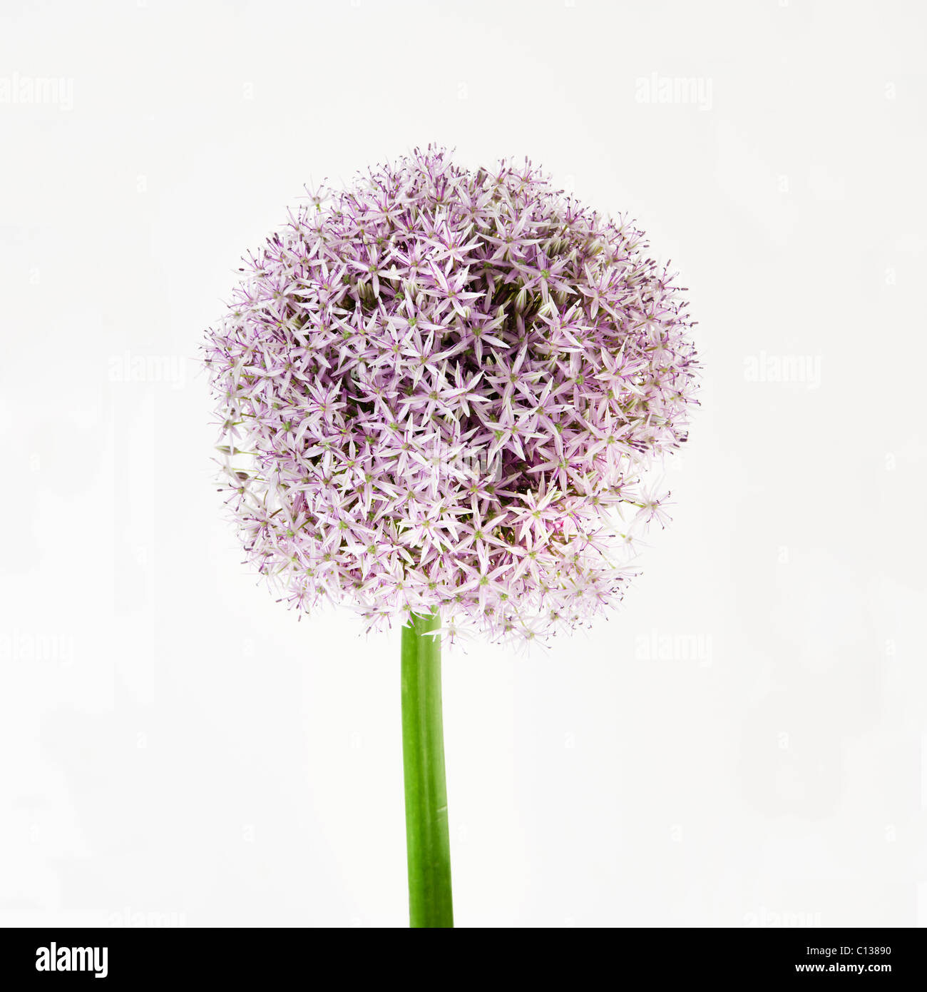 Oignon en fleurs Banque de photographies et d’images à haute résolution ...