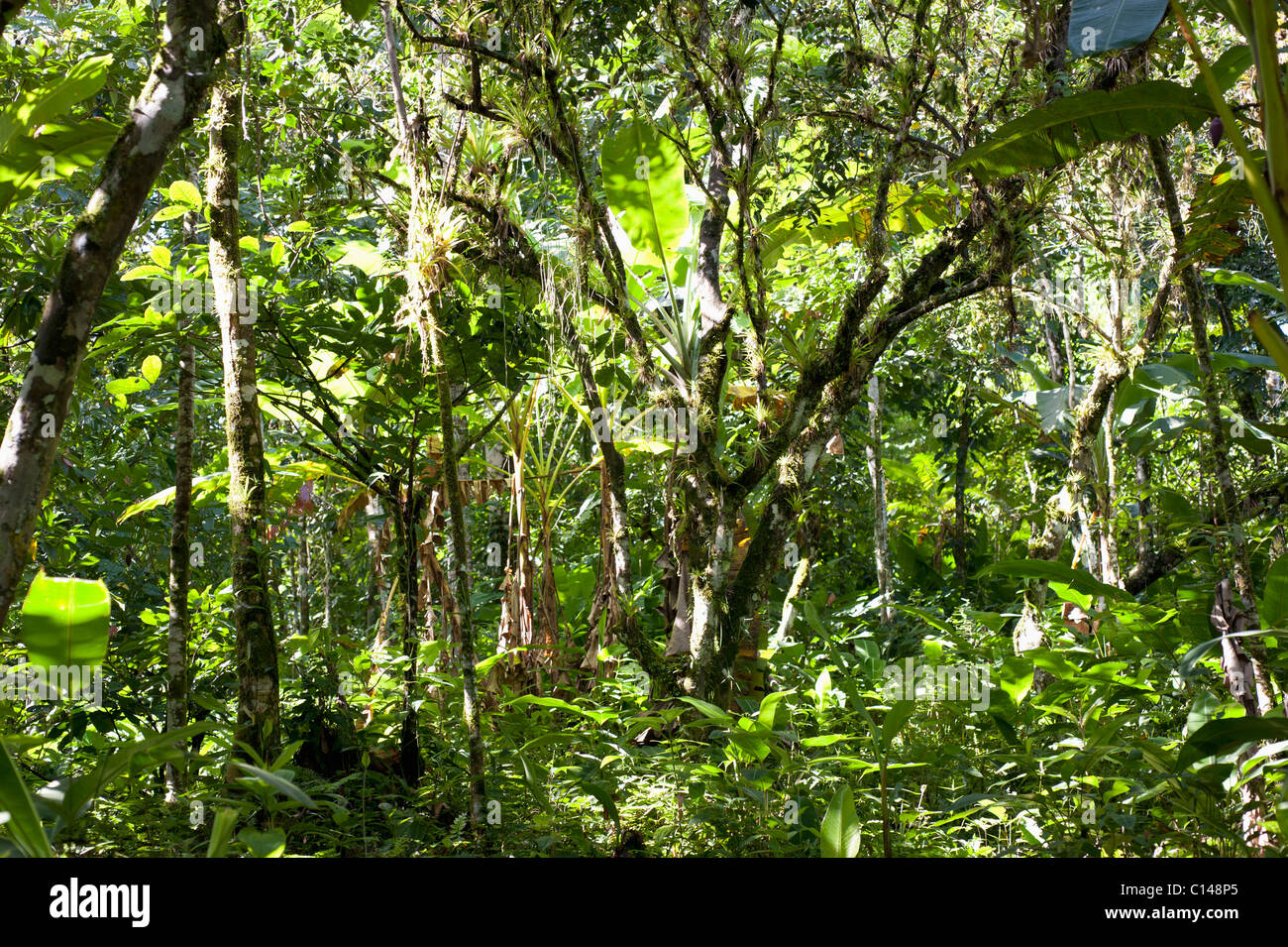 Forêt Amazonienne, au Brésil, en Amérique du Sud Photo Stock - Alamy