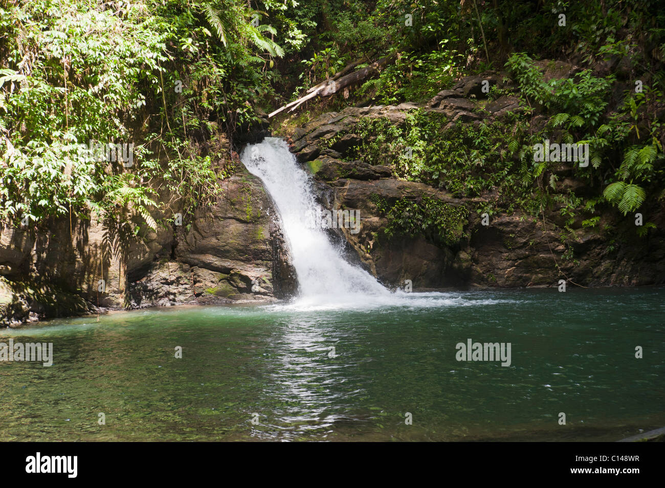 Cascade de forêt amazonienne, au Brésil, en Amérique du Sud Photo Stock ...