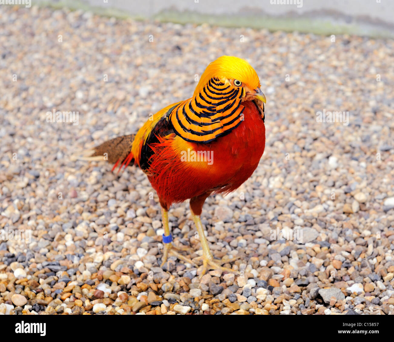 Oiseau de faisan Banque de photographies et d’images à haute résolution ...