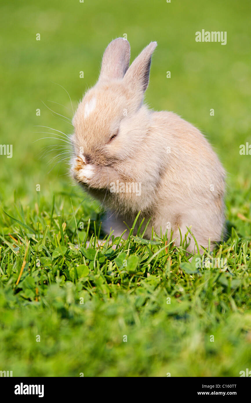 Un lapin assis sur l'herbe elle-même de nettoyage Photo Stock - Alamy