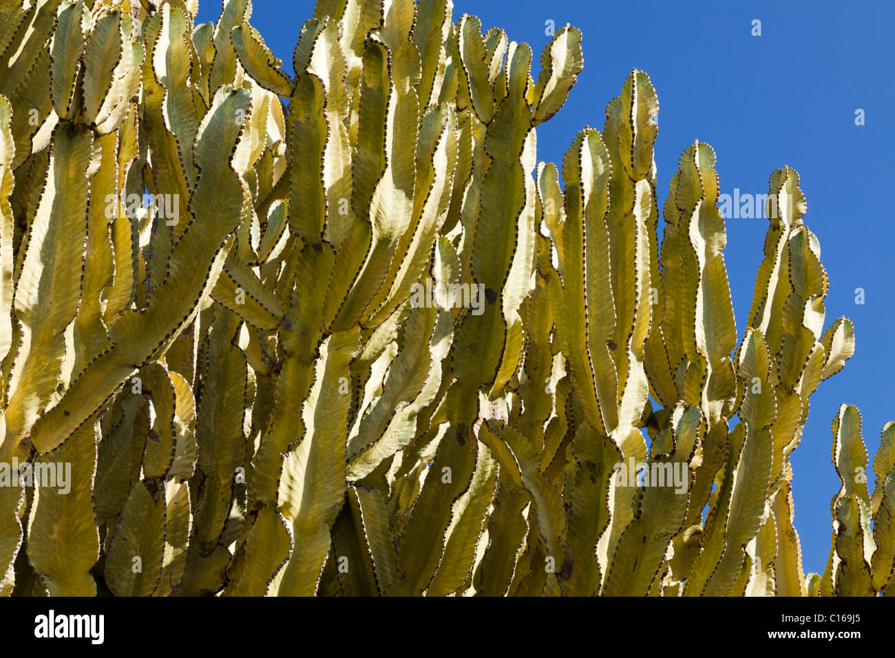Cactus fuerteventura Banque de photographies et d’images à haute ...