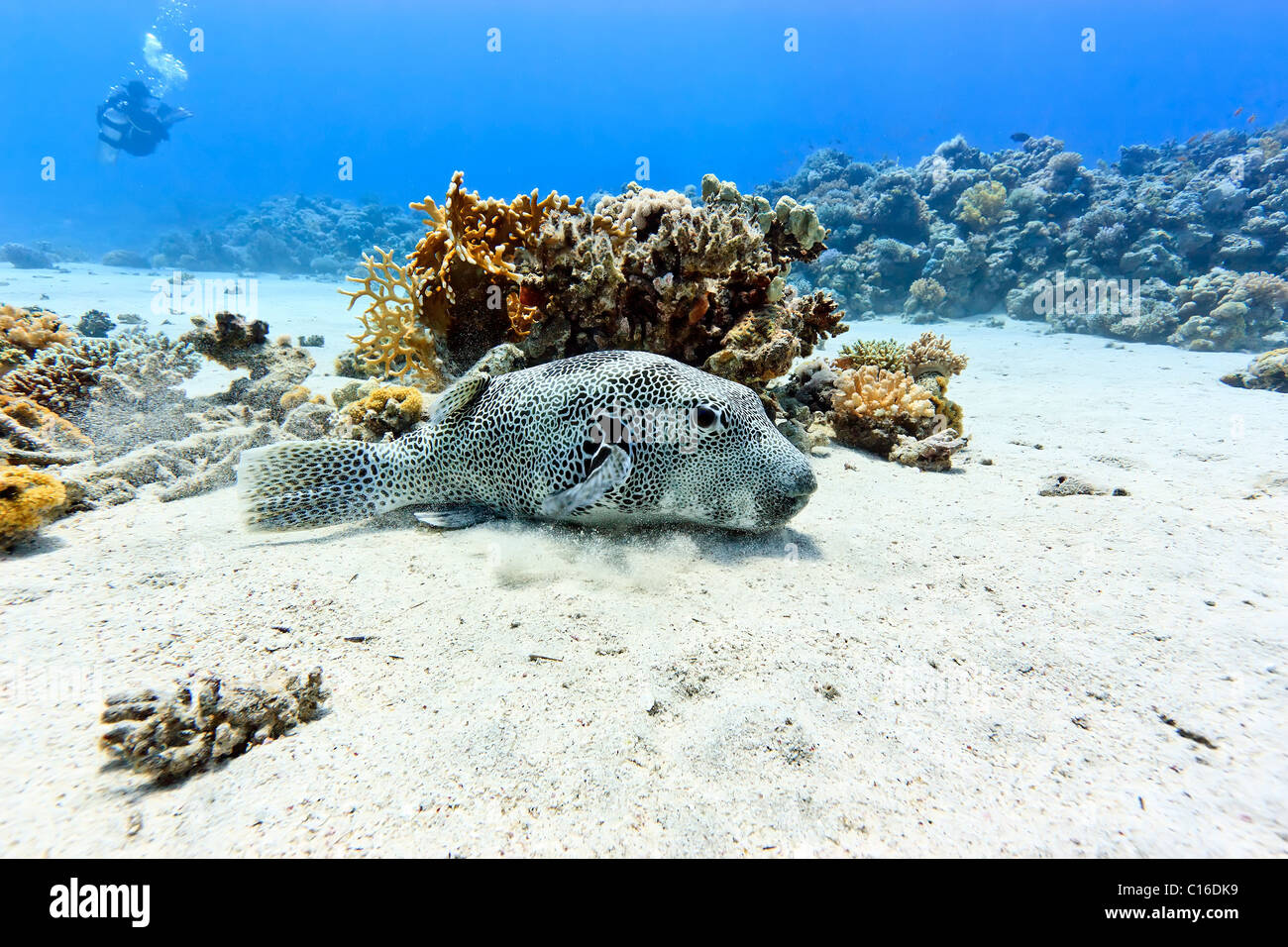 Un poisson-globe géant sur le fond d'un lagon de sable fin bordés d'une ...