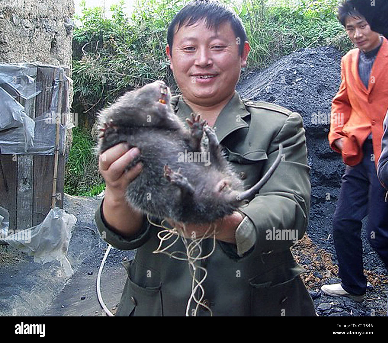 FAT RAT géant ce rongeur a été retrouvé sous une maison à Guiyang ...