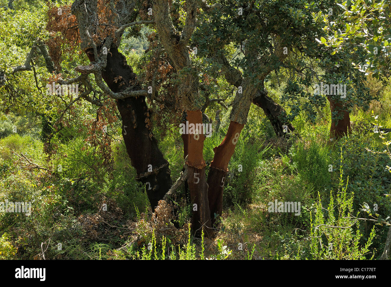 Récolté chêne liège (Quercus suber) des arbres dans une forêt de chênes ...