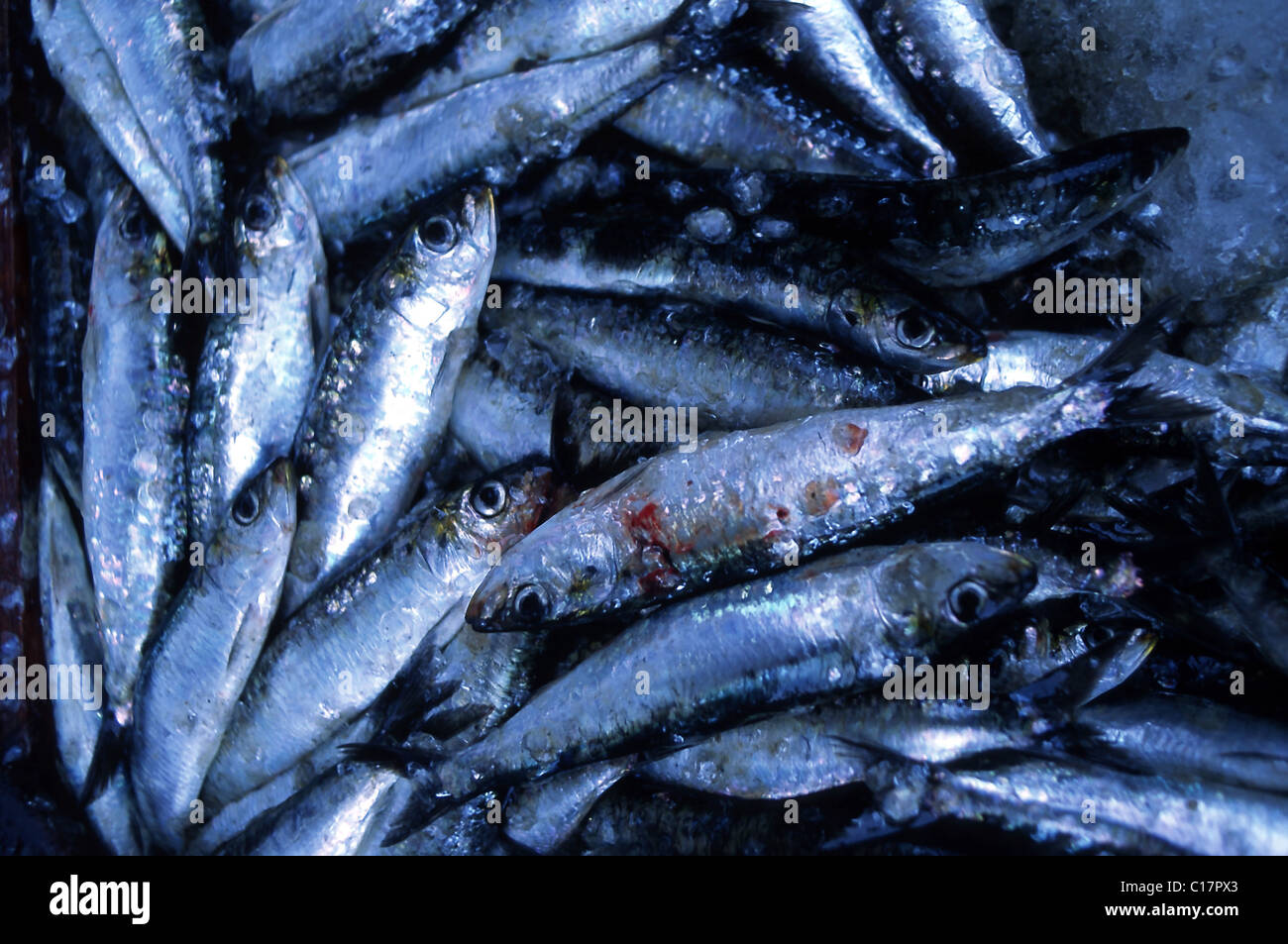 Porto de sardines Banque de photographies et d’images à haute ...