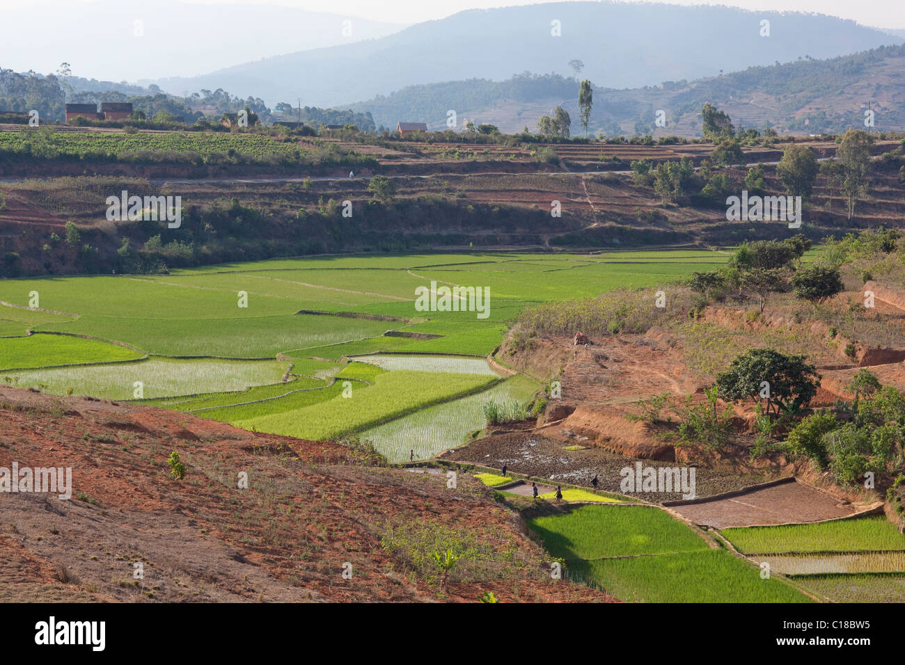 Paysage de rizière madagascar Banque de photographies et d’images à ...