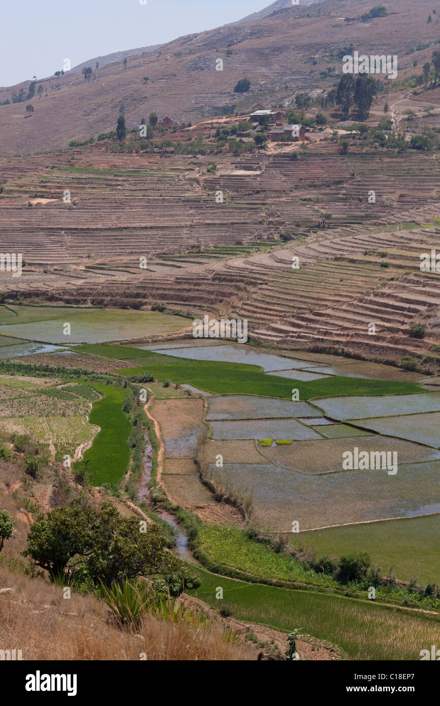 Paysage de rizière madagascar Banque de photographies et d’images à ...