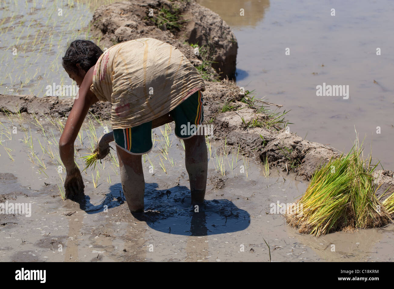 Paddy field madagascar Banque de photographies et d’images à haute ...