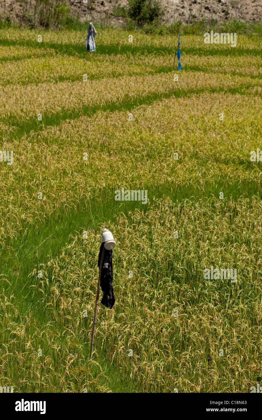 Riz paddy madagascar Banque de photographies et d’images à haute ...