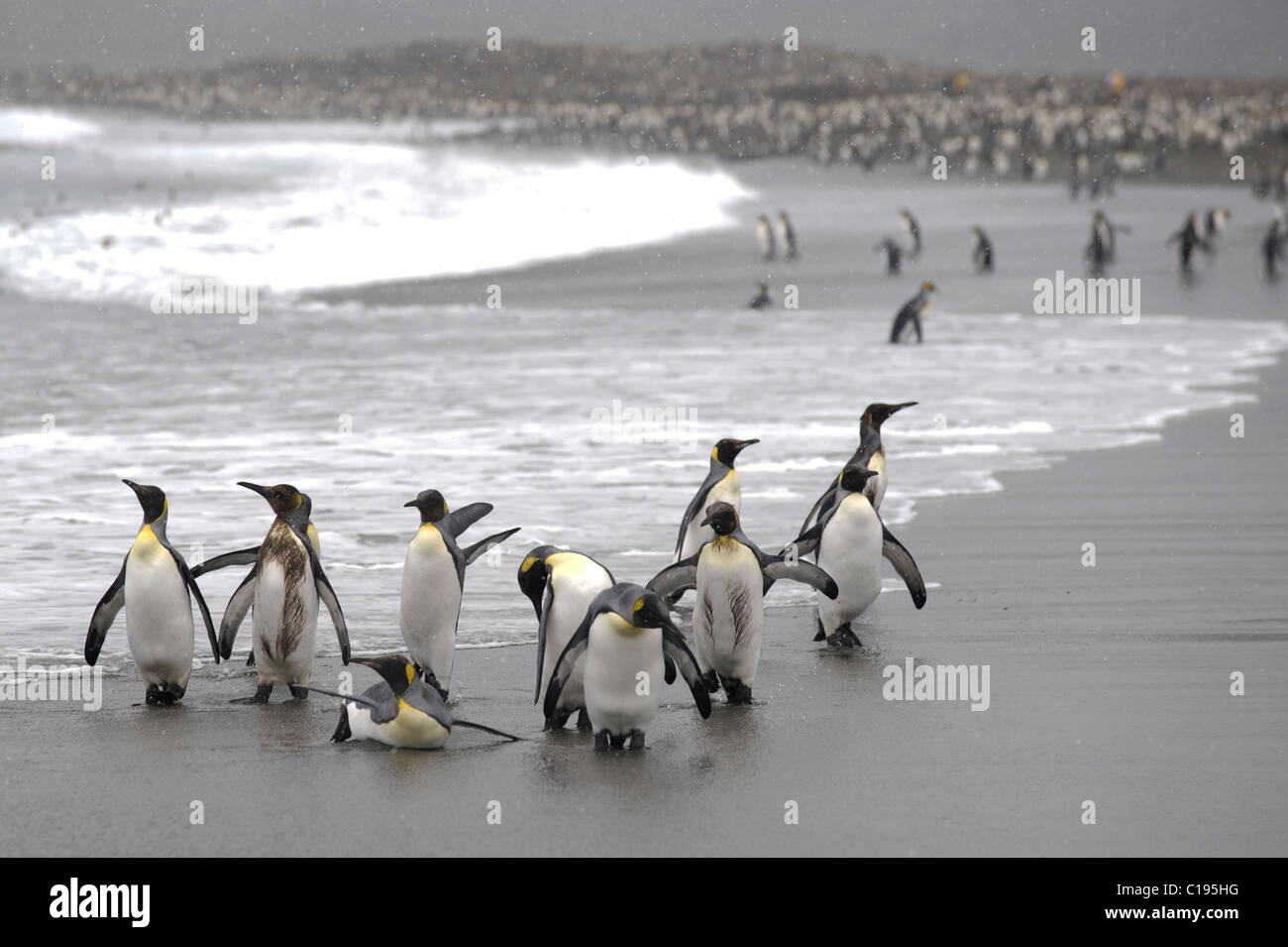 Image De Manchot Sur Une Plage