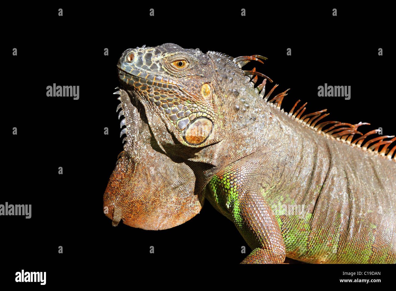 Profil iguane Banque de photographies et d’images à haute résolution ...