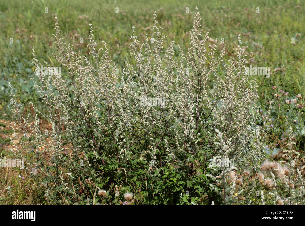 Absinthe plant Banque de photographies et d’images à haute résolution ...