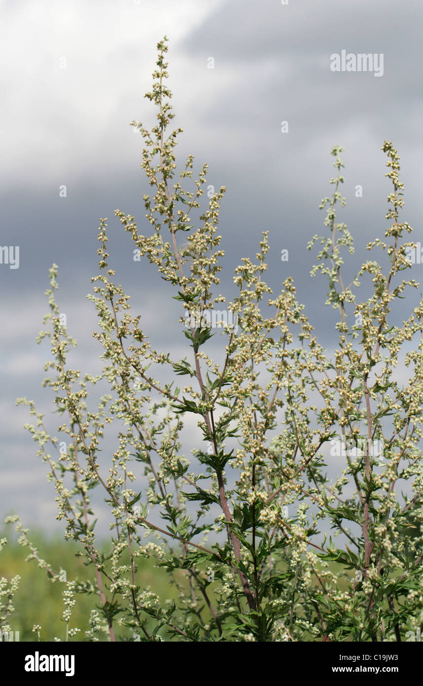 Artemisia vulgaris Banque de photographies et d’images à haute ...