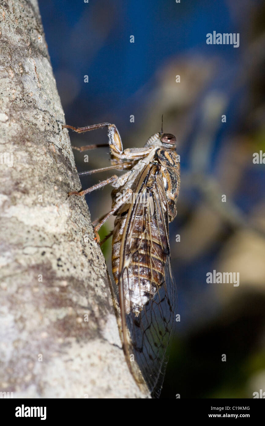 Vue rapprochée d'une cigale Cicada (barbara subsp. lusitanica) sur un arbre Photo Stock - Alamy