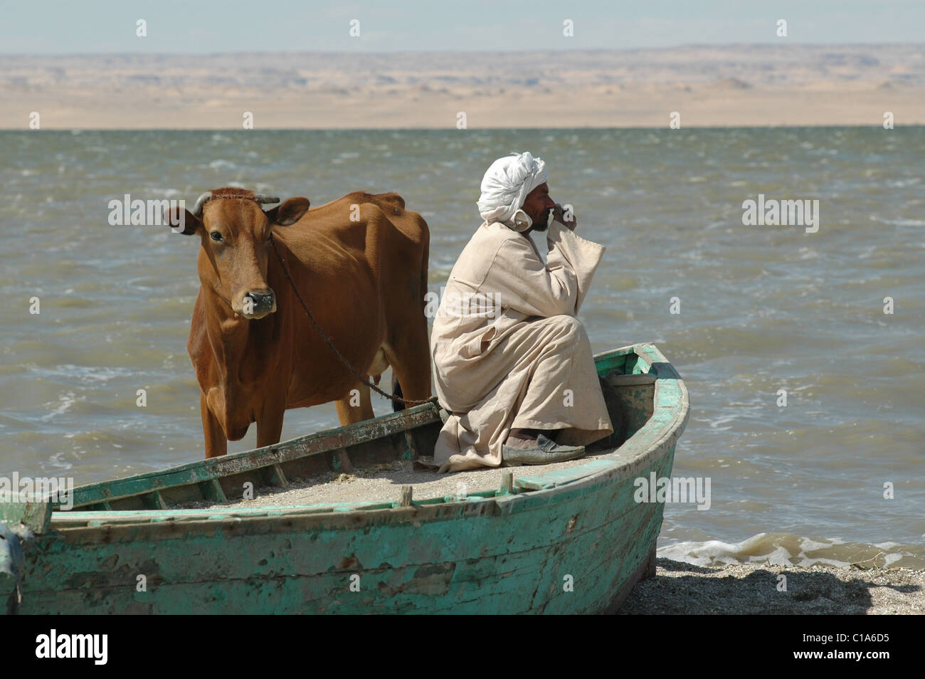 Lac Qarun, oasis de Fayoum, Egypte -- un paysan avec sa vache sur les ...