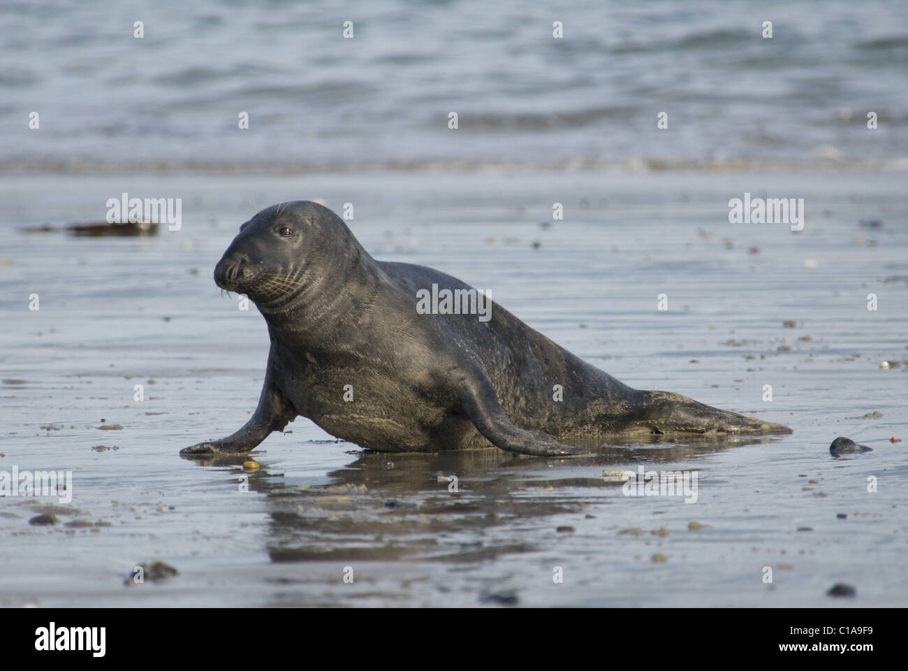 Bébés phoques gris Banque de photographies et d’images à haute ...