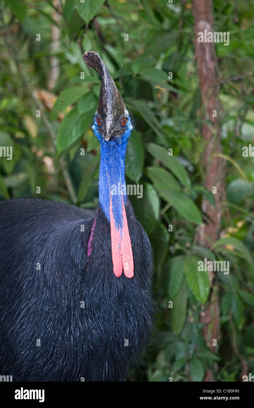 Casoar australie queensland casaurius casaurius casoar du sud Banque de ...
