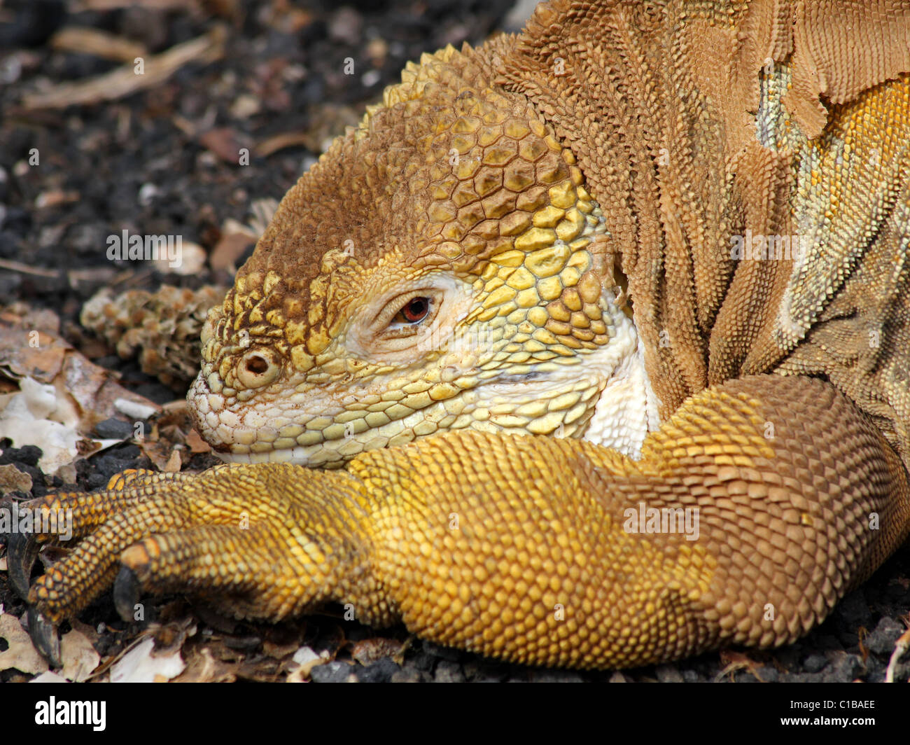 Iguane terrestre galapagos Banque de photographies et d’images à haute ...