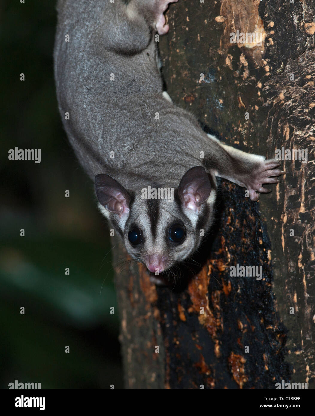 Sugar glider Banque de photographies et d’images à haute résolution - Alamy