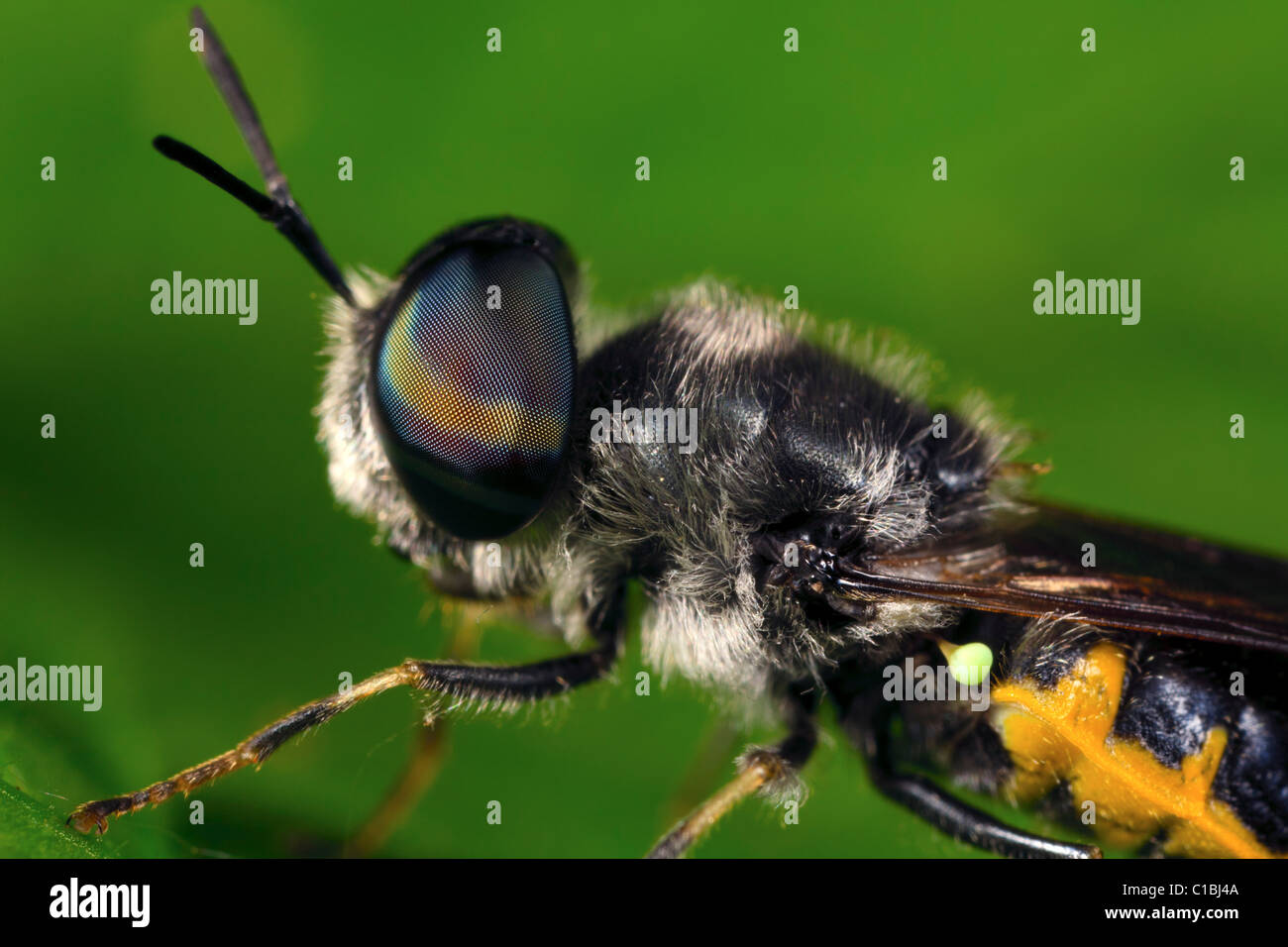 Stratiomys sp Banque de photographies et d’images à haute résolution ...