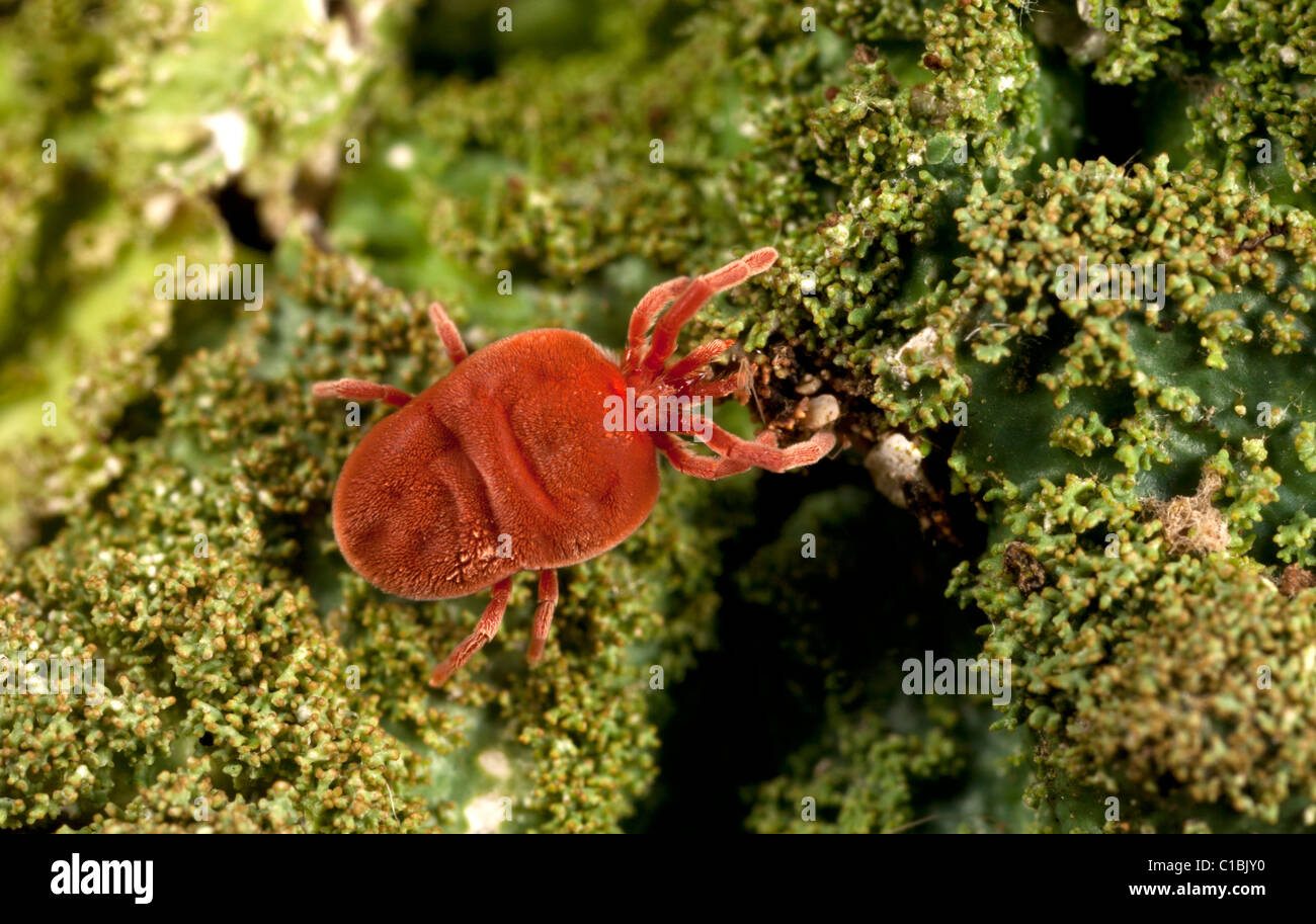 Acarien velours Banque de photographies et d’images à haute résolution ...