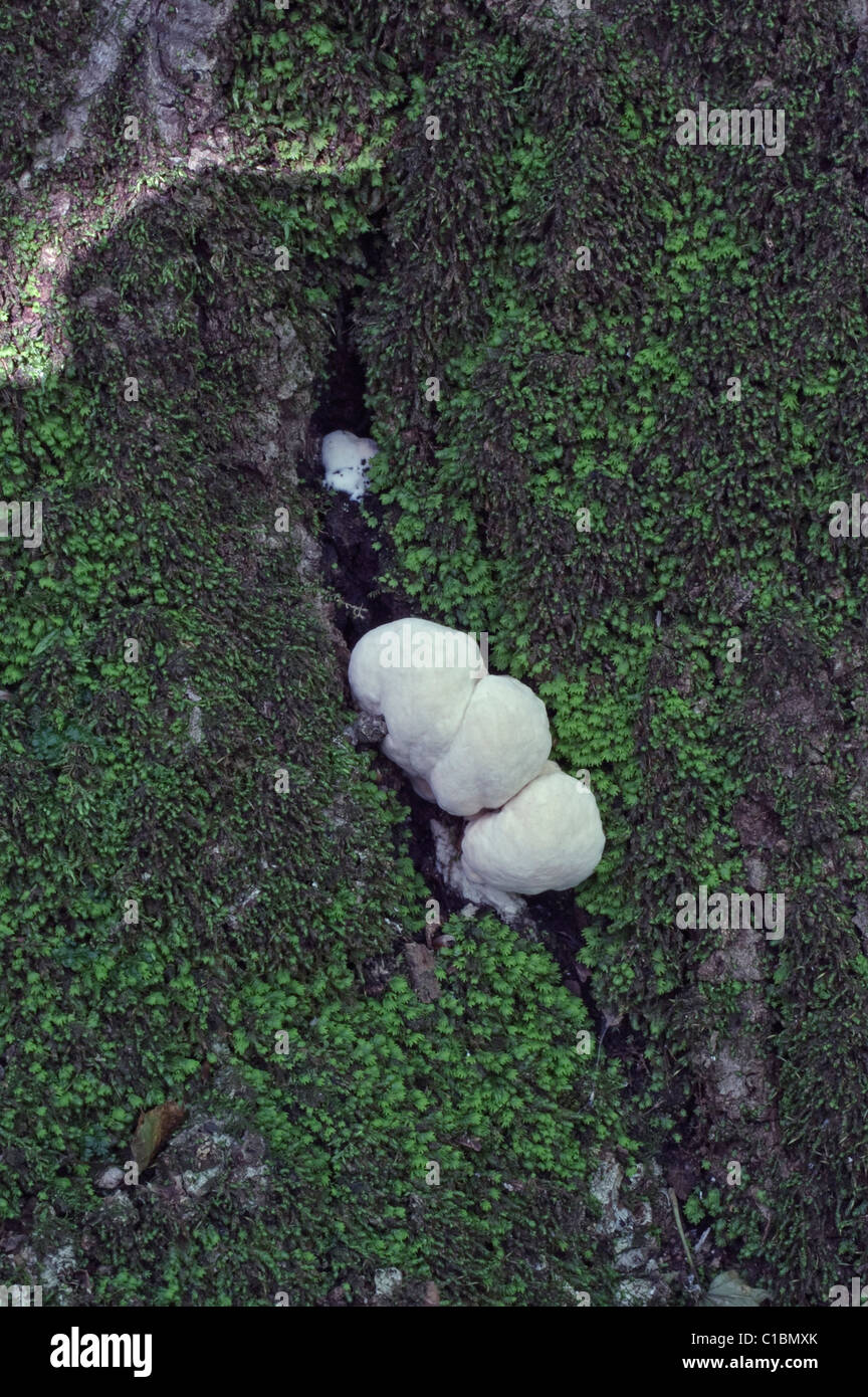 Enteridium lycoperdon Banque de photographies et d’images à haute ...