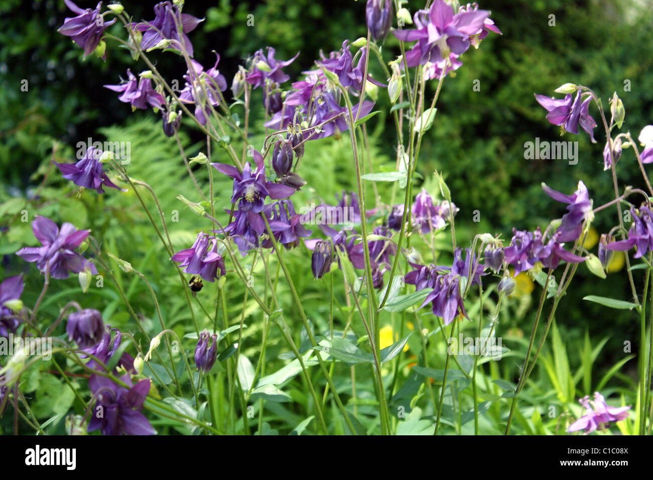 Fleurs ancolie en fleurs Banque de photographies et d’images à haute ...